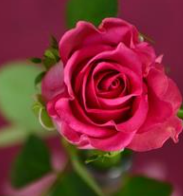 Cassidy Domres Death Explained: Obituary, Tribute and More