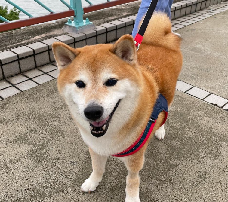 What Caused Cheems Death? Famous Meme Dog Death Cause And Obituary Explored