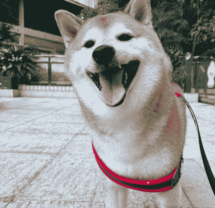 What Caused Cheems Death? Famous Meme Dog Death Cause And Obituary Explored