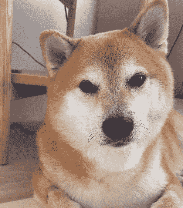 What Caused Cheems Death? Famous Meme Dog Death Cause And Obituary Explored