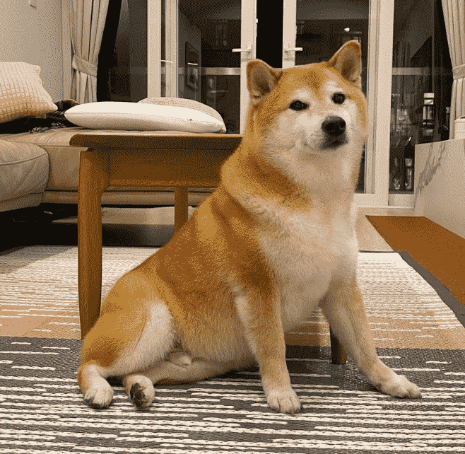 What Caused Cheems Death? Famous Meme Dog Death Cause And Obituary Explored