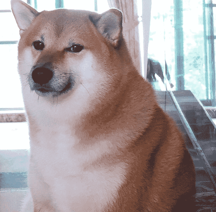 What Caused Cheems Death? Famous Meme Dog Death Cause And Obituary Explored