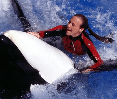 Tilikum's Shocking Encounter with Dawn Brancheau Caught on Camera